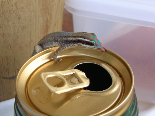 Photo of the Moment: One Boozy Gecko, Mauritius — Vagabondish