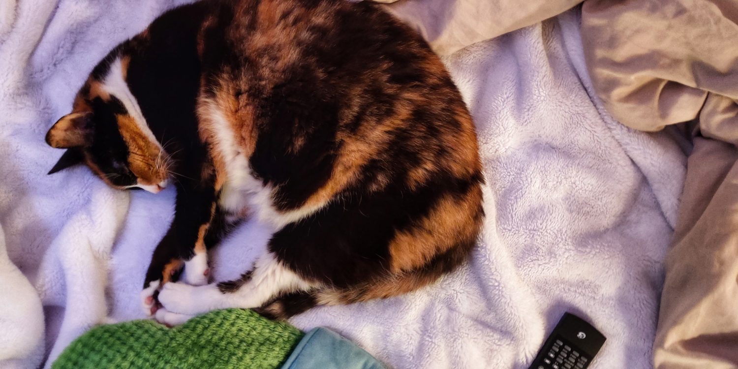 Tips for Traveling with Cats in a Travel Trailer or RV — Vagabondish